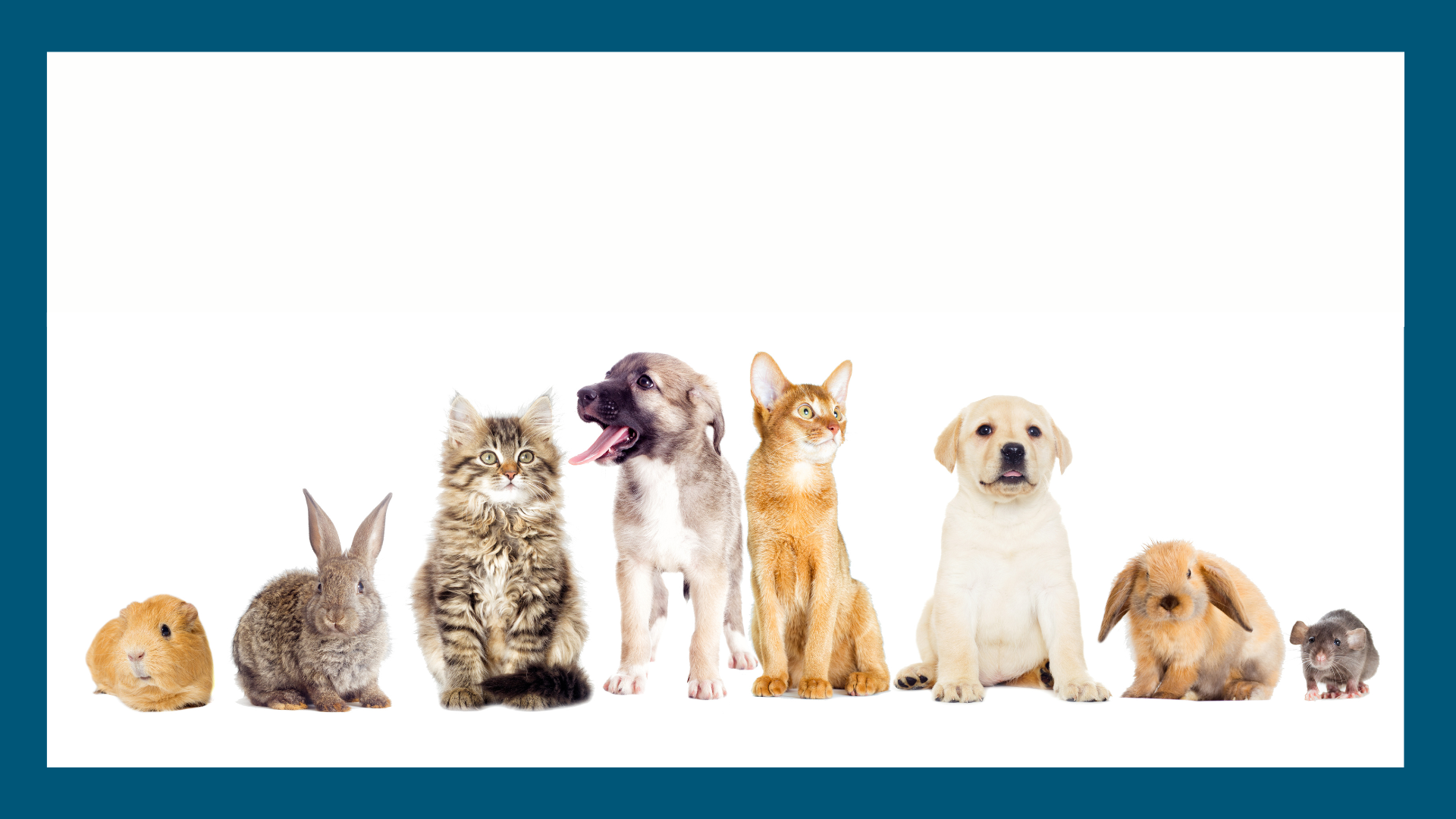 Webinar: Do’s & Don’ts of Assistance Animals - Disability Network ...