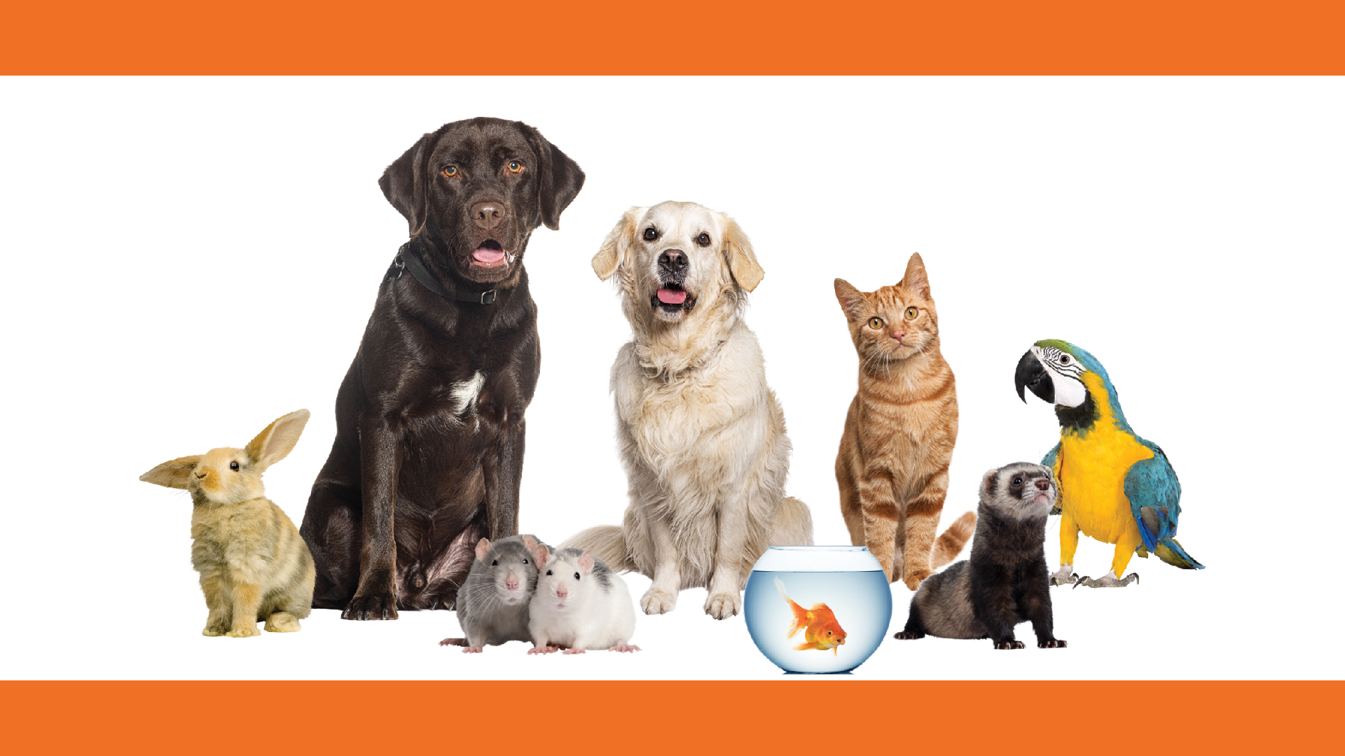 Webinar: Do's & Don'ts of Assistance Animals - Disability Network ...