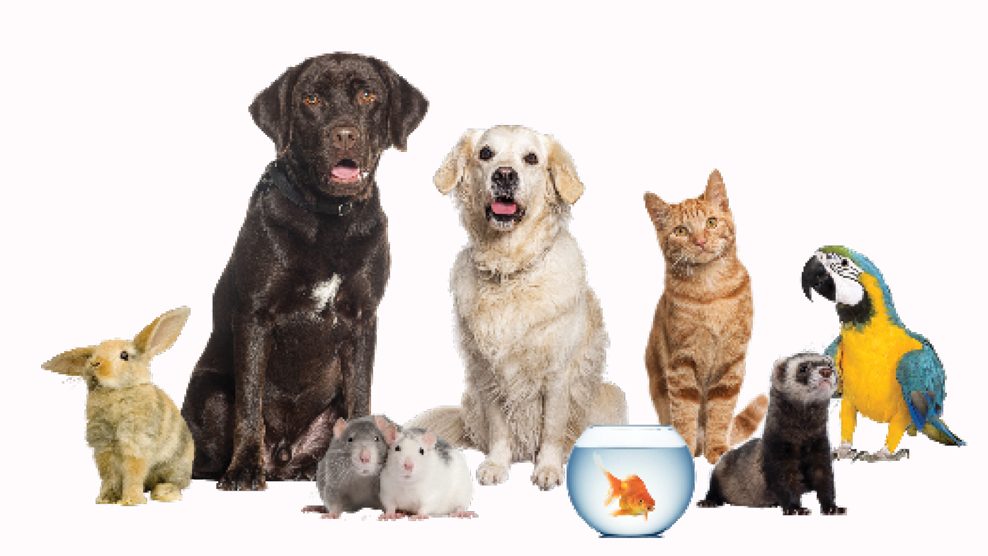 Webinar: Do's & Don'ts of Assistance Animals - Disability Network ...
